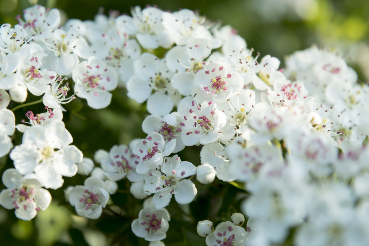 Blossom Watch - The Royal Oak Foundation