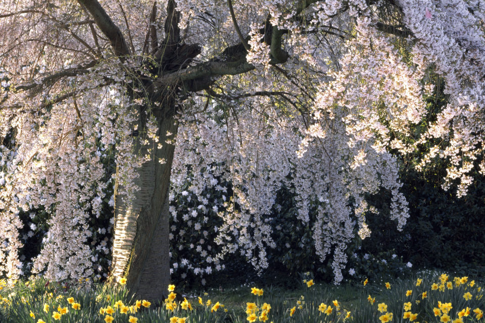 Blossom Watch - The Royal Oak Foundation